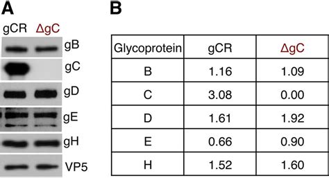 Entry glycoprotein levels in gC null HSV 1 A HSV 1gCR or HSV 1ΔgC2 3
