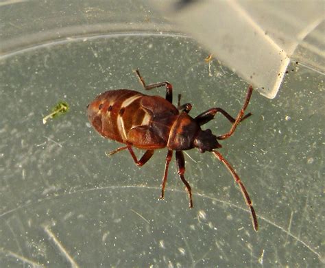 Pine Cone Bug Gedling Conservation Trust Nottingham