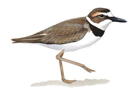 Tropical Storm Cindy Just Wiped Out Most Of The Shorebird Chicks In The