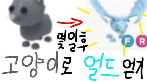 로블록스 입양 하세요 고양이로 얼드얻기 Youtube