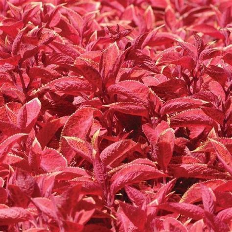 Coleus Seeds Annual Seeds Over 100 Varieties