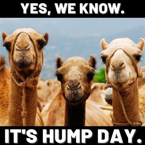 Happy Hump Day Camel Meme