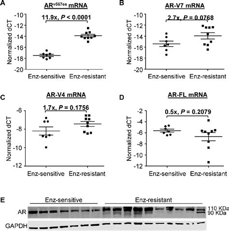 Figure 6 From Androgen Receptor Splice Variants Activating The Full