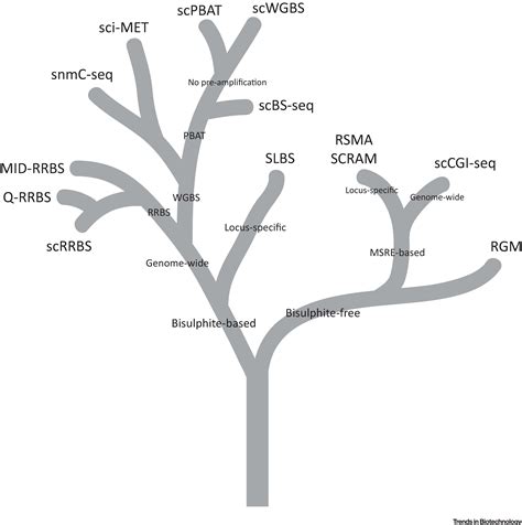 Single Cell DNA Methylation Profiling Technologies And Biological Applications Trends In