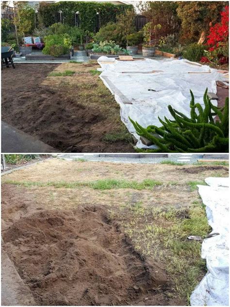 How To Kill Or Remove Grass Grow Food Not Lawns Homestead And Chill