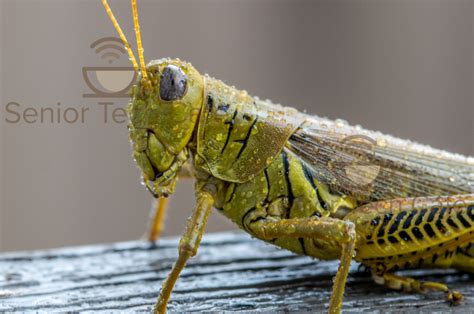Which Image Is Real Backyard Grasshopper Senior Tech Cafe