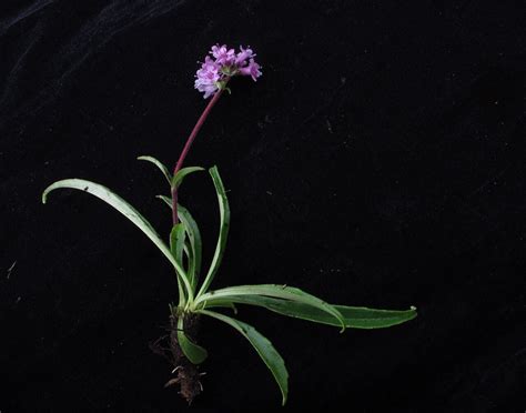 Spikenard Divine Nard Jatamansi Pure Oil From The Himalayas