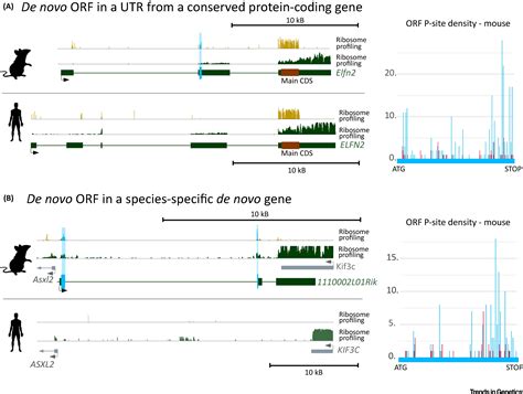 Translation Of Small Open Reading Frames Roles In Regulation And Evolutionary Innovation