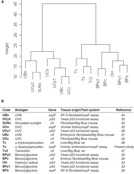 hca dendrogram to reveal similarities between transformed mutation