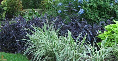 Hoe And Shovel Flax Lily