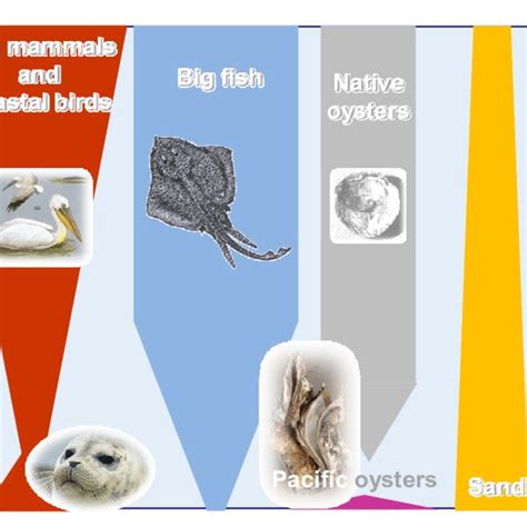 Schematic Kite Diagrams To Indicate Rough Temporal Trends Note