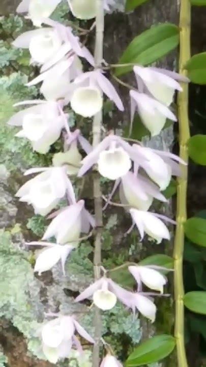 වෙසක් මල් පිපිලා Shortvideo Youtube