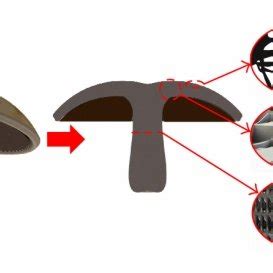 Schematic Representation Of The PM Specimen The Sectioning Process Download Scientific
