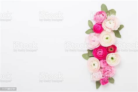 흰색 배경에 아름다운 색의 라운큘러스 꽃 봄 인사말 카드 라눈큘러스에 대한 스톡 사진 및 기타 이미지 라눈큘러스 0명