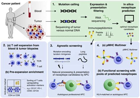 Neoantigen Based Next Gen Immunotherapy Kactus