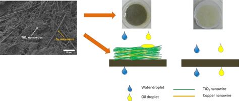 Oil‐water Separation Using A Self‐cleaning Underwater Superoleophobic Micronanowire