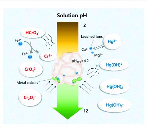 Conceptual Representation Of Interactions Between Hcss With Mercury And