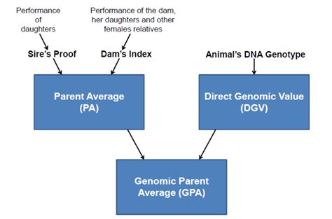 Genetic Evaluation System The Bullvine