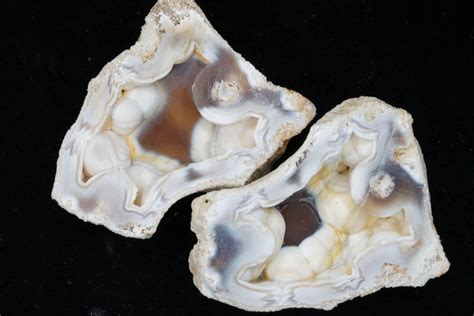 Coral Geode Fossil Pair Coralgeodes Store