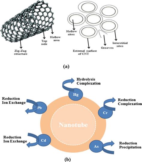 A Carbon Nanotubes Showing Structure And Adsorption Spaces B Download Scientific Diagram