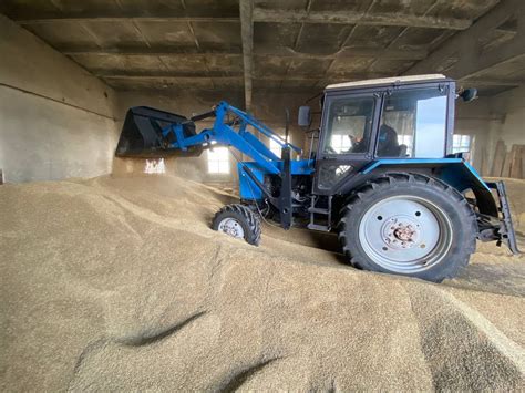 75 тонн ячменя заготовили сотрудники «Бузулукского бора для подкормки животных зимой Урал56