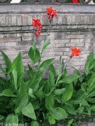 Indian Shot Plant Seeds Canna Indica Plant Seeds