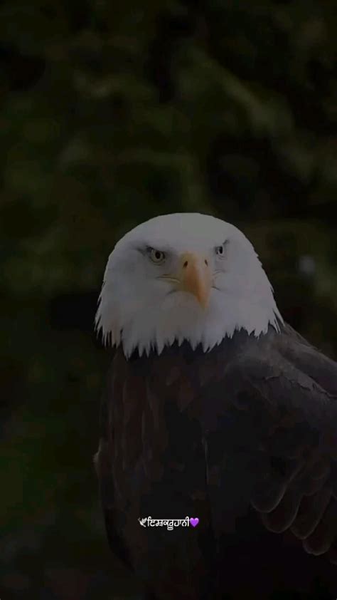 Black Pine Squirrel Jig Euro Leech Pattern Artofit