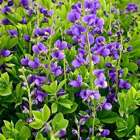 Baptisia Australis Seeds Perennial Flower Plant