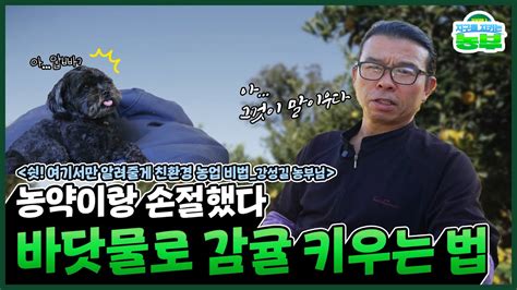 친환경비법공개 바닷물로 감귤을 어떻게 키워🍊나도 몰랐어요 이 방법을 알기 전까지는🤫 유기농 무농약 농사비법 친환경농업 Youtube