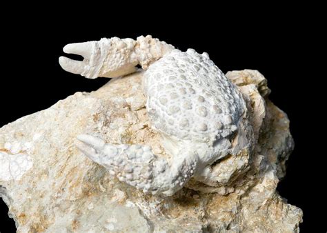 Crab Fossil 1 Photograph By Pascal Goetgheluck Science Photo Library Fine Art America