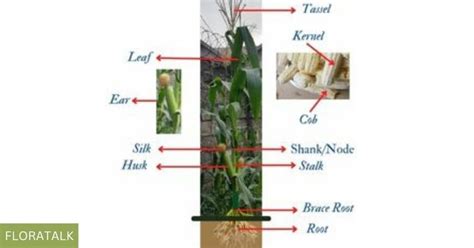 11 Parts Of A Corn Plant Anatomy Of A Great Plant And Uses
