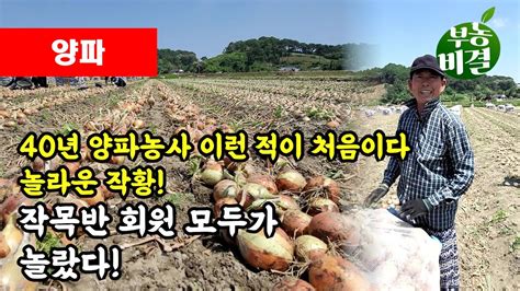200평에 400망 40년 양파농사 이런적이 처음이다 Youtube
