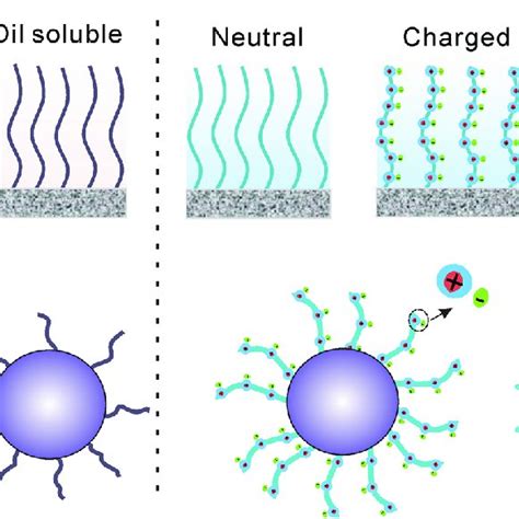 Surface Grafting Of Hydrophilic Polymer Brushes Reduces The Interface Download Scientific