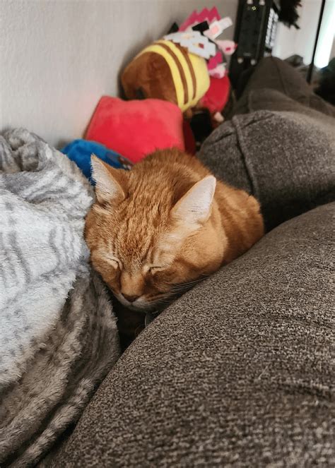 He Has Nested Roneorangebraincell