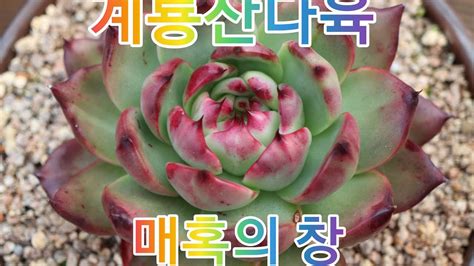 계룡산다육 매혹의 창~ Youtube