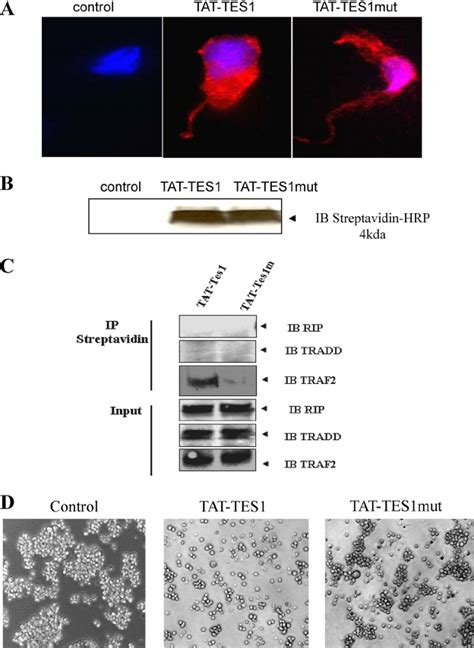 Effects Of Synthetic Peptides Derived From Lmp1 C Terminal Sequences Download Scientific