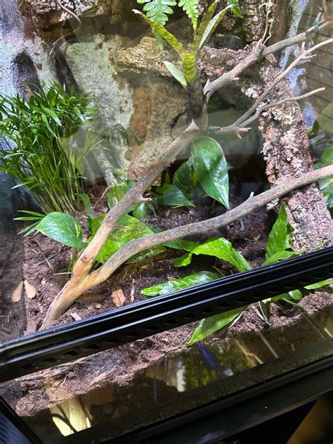 Identification Of Mold R Reptiles