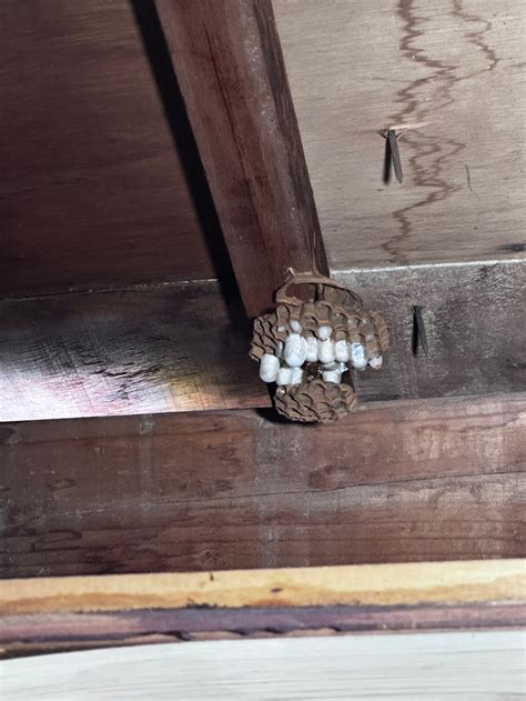 愛知県碧南市 屋根裏ヒメスズメバチ駆除 ハチ駆除の実績 ハチ駆除はっちblog