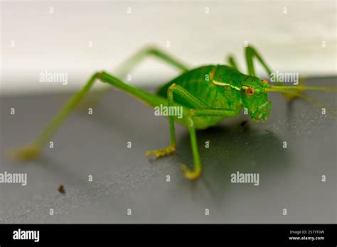 A Green Grasshopper With Long Legs And Antennae It Is Standing On A