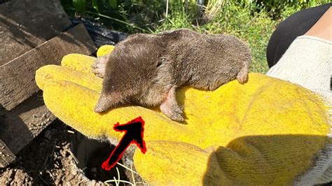 드디어 두더지를 잡았습니다 두더지 트랩 설치 Youtube