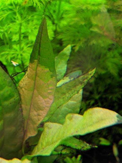 Java Fern Deficiency R Plantedtank