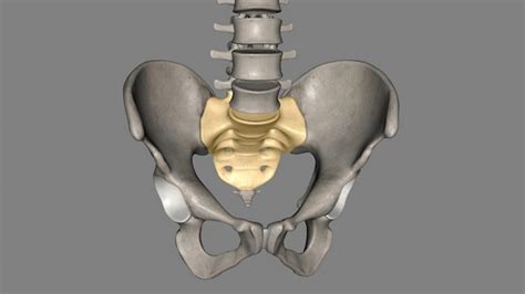 Premium Photo The Sacrum Is The Triangular Bone Just Below The Lumbar Vertebrae