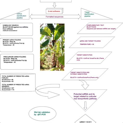 Flow Chart Of The Steps Involved In The Computational Prediction Of Download Scientific Diagram
