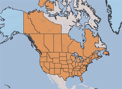 Foraging Texas Peppergrass