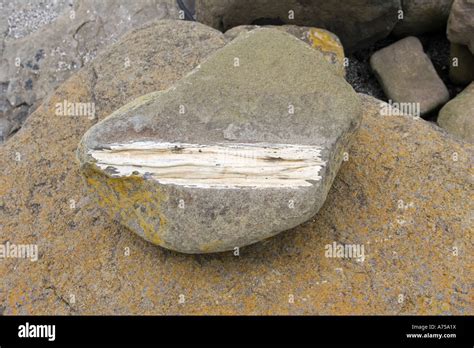 Fossilised Tree Trunk In Exposed Rocks On Beach Of Curio Bay Site Of
