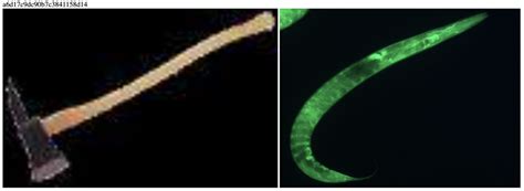 Neuralhash Collisions The Limits Of Apples Image Hashing