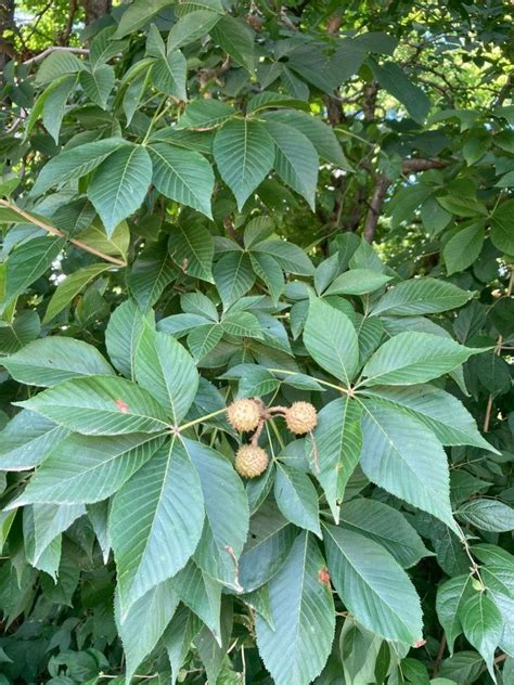 Botanical Survey Ohio Plants Su24