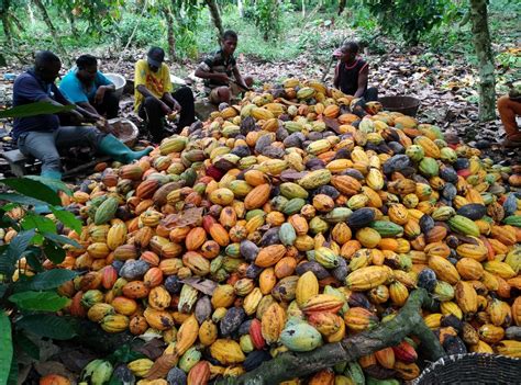 Pod Breaking Wassa East Cocoa Pod Breaking Wassa East Cocoa