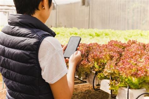 Asian Woman Farmers Using Mobile Working In Vegetables Hydroponic Farm Stock Image Image Of