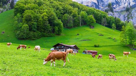 Музыка лечит сердце и сосуды🌿 Успокаивающая музыка восстанавливает ...